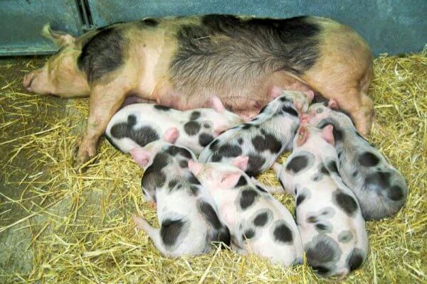 Razas de cerdos | Tipos de cerdos y sus características