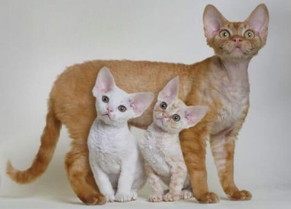 Raza gato Devon Rex | Carácter gato devon rex