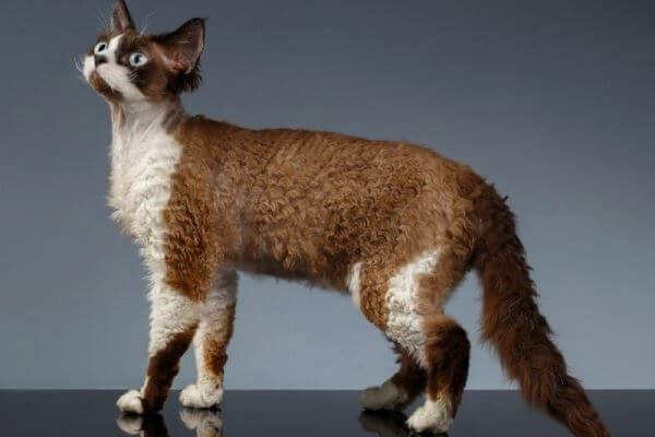 Raza gato Devon Rex | Carácter gato devon rex