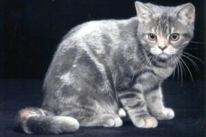 Raza gato American Shorthair | Carácter gato american shorthair
