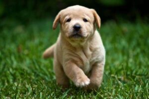 Origen Raza Labrador Retriever | CurioSfera-Animales.com