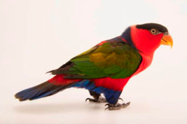 Loro Tricolor | Características del lori de collar o loro tricolor