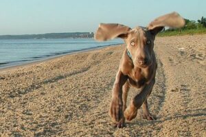 Raza Weimaraner | Carácter braco de weimar o weimaraner