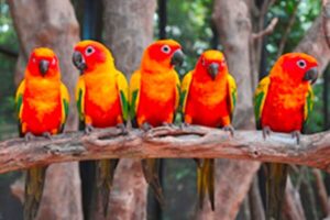 Cómo son los Loros - Características y Comportamiento ️