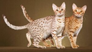 Raza gato Ocicat u Ocelote | Carácter gato ocicat