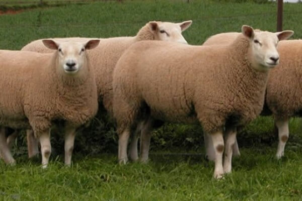 Razas de ovejas | Especies de ovejas y sus características