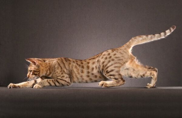 Raza gato Ocicat u Ocelote | Carácter gato ocicat