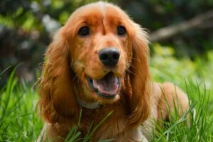Raza Cocker Spaniel Inglés | Carácter cocker spaniel inglés