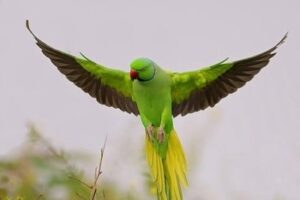 Animales Características, Tipos, Alimentación, Hábitat y Reproducción