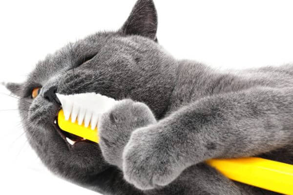 Raza gato Cartujo | Carácter gato chartreux o cartujo