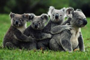 Cómo es el koala | Características del koala