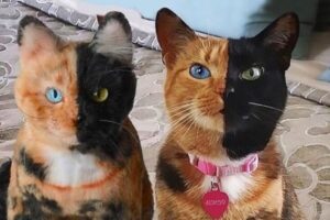 Razas de Gato - Características y Morfología | CurioSfera-Animales