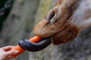 Qué comen las jirafas | Alimentación de las jirafas