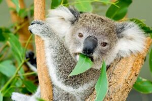 Cómo es el koala | Características del koala