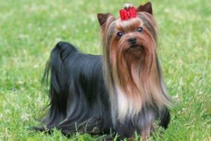 Raza Yorkshire Terrier | Carácter yorkshire terrier