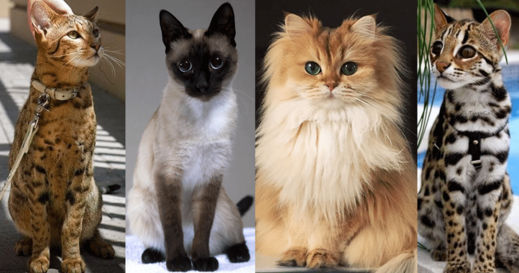 Razas de Gato - Características y Morfología | CurioSfera-Animales