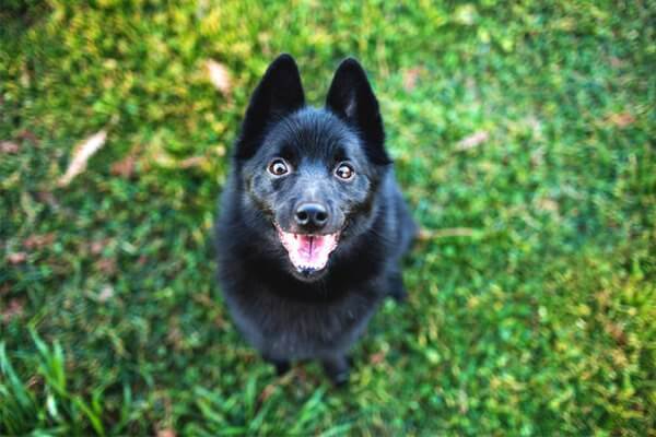 Raza perro pastor Schipperke | Carácter pastor Schipperke