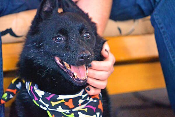 Raza perro pastor Schipperke | Carácter pastor Schipperke