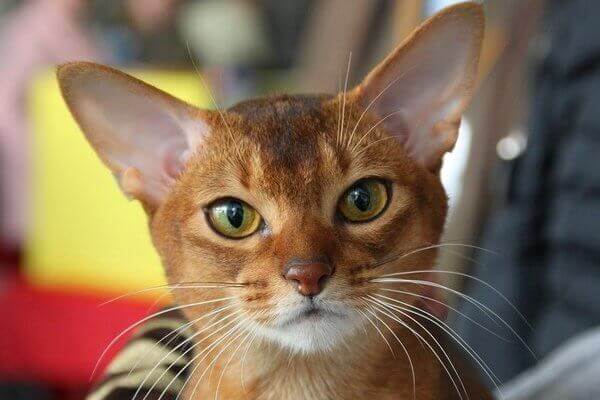 Raza gato Abisinio | Carácter gato abisinio