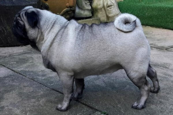 Raza Carlino o Pug | Carácter carlino o pug