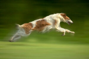 Raza Borzoi | Carácter galgo ruso | Características borzoi