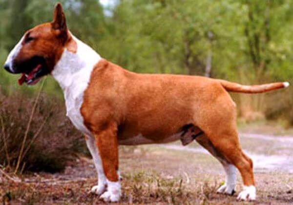 Origen raza Bull terrier | Historia perro bull terrier