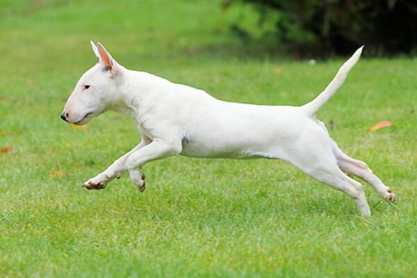 Raza perro Bull Terrier | Características y Carácter Bull terrier