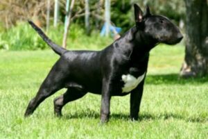 Raza perro Bull Terrier | Características y Carácter Bull terrier