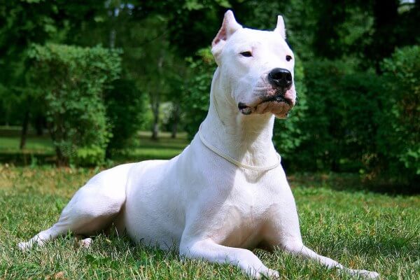 Raza Dogo Argentino | Carácter dogo argentino