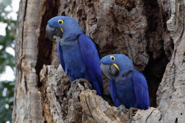 Guacamayo azul | Características del guacamayo azul