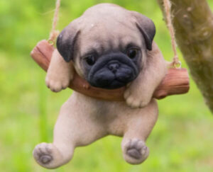 Raza Carlino o Pug - Características y Carácter | CurioSfera-Animales