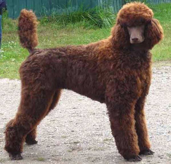 Raza Caniche o Poodle | Carácter caniche o poodle