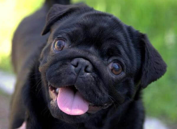 Origen de la raza de perro Carlino o Pug