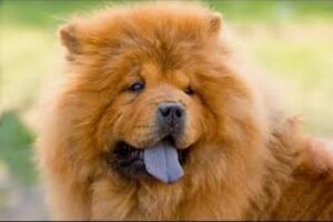 Origen Raza Chow Chow - Historia y Evolución ️