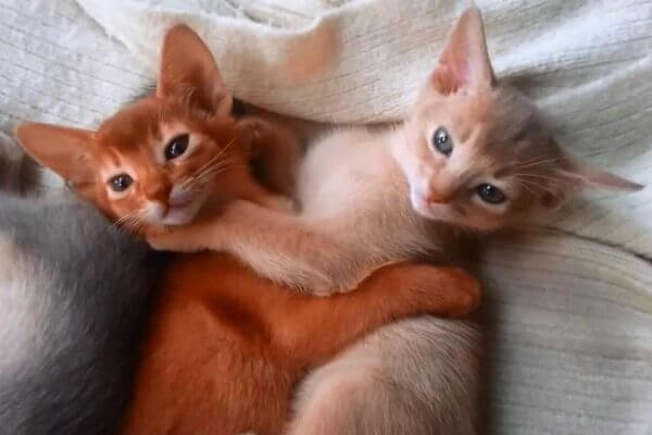 Raza gato Abisinio | Carácter gato abisinio