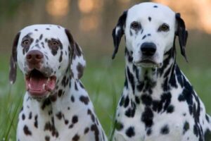 Raza Dálmata - Características y Carácter | CurioSfera-Animales.com