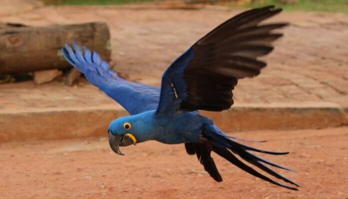 Guacamayo azul | Características del guacamayo azul