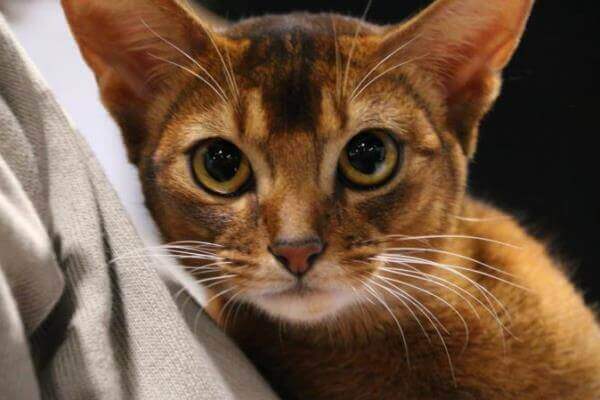 Raza gato Abisinio | Carácter gato abisinio