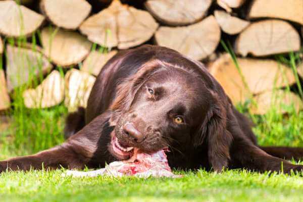 Raza Flat Coated Retriever | Carácter flat coated retriever