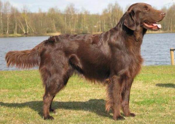 Raza Flat Coated Retriever | Carácter flat coated retriever