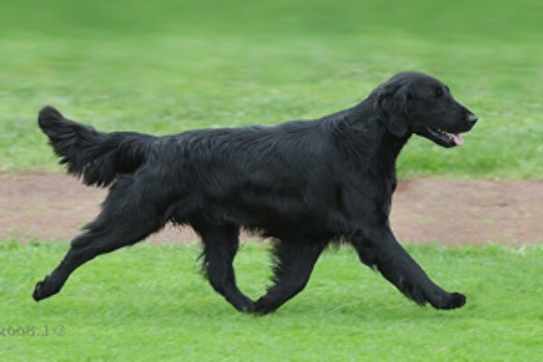 Raza Flat Coated Retriever | Carácter flat coated retriever