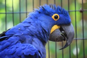 Guacamayo azul | Características del guacamayo azul