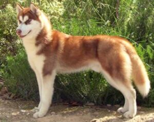 Origen Raza Husky Siberiano - Historia y Evolución ️