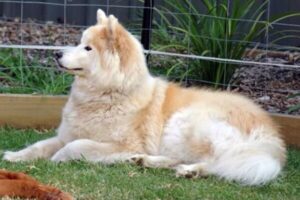 Raza Samoyedo | Carácter samoyedo | Características samoyedo