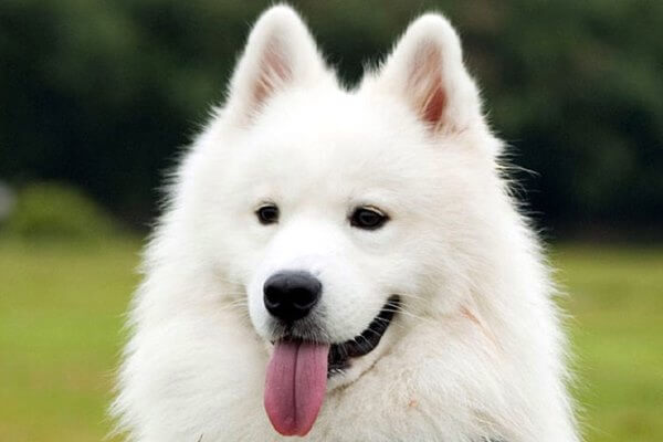 Raza Samoyedo | Carácter samoyedo | Características samoyedo