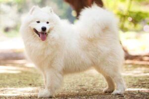 Raza Samoyedo | Carácter samoyedo | Características samoyedo