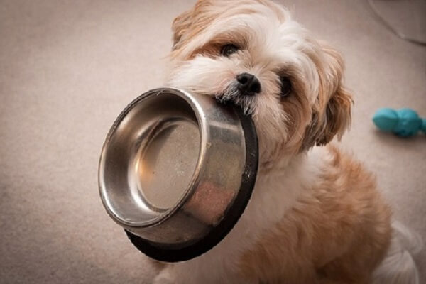 Raza Shih Tzu - Características y Carácter | CurioSfera-Animales.com