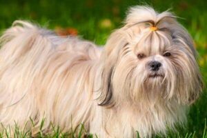Raza Shih Tzu - Características y Carácter | CurioSfera-Animales.com