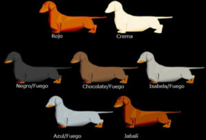 Raza Teckel - Características y Carácter | CurioSfera-Animales.com