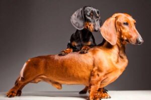 Raza Teckel - Características y Carácter | CurioSfera-Animales.com